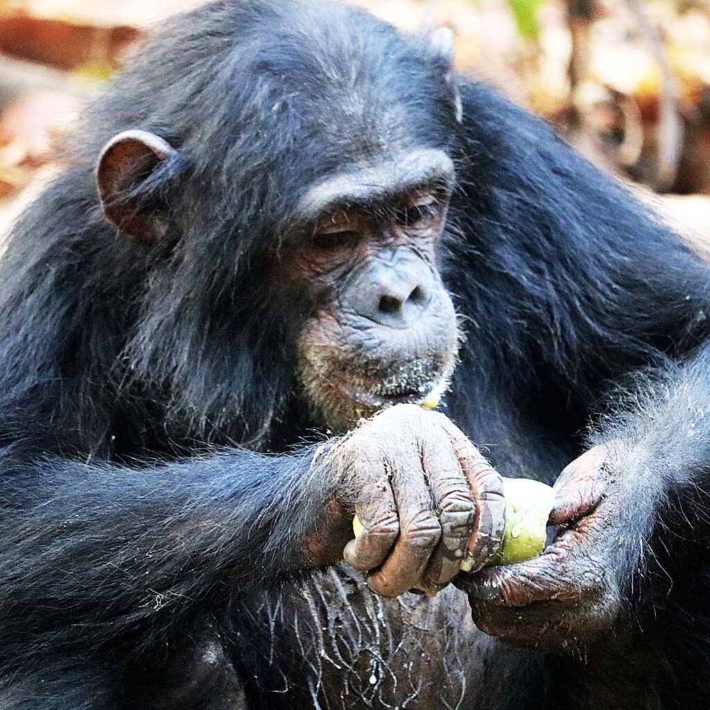 Gombe National Park: Chimpanzees in Gombe