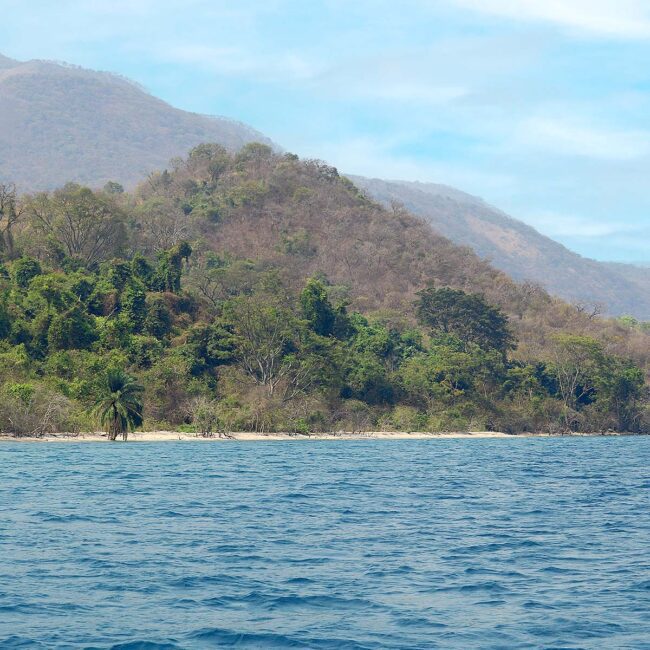 Gombe National Park: Chimpanzees in Gombe
