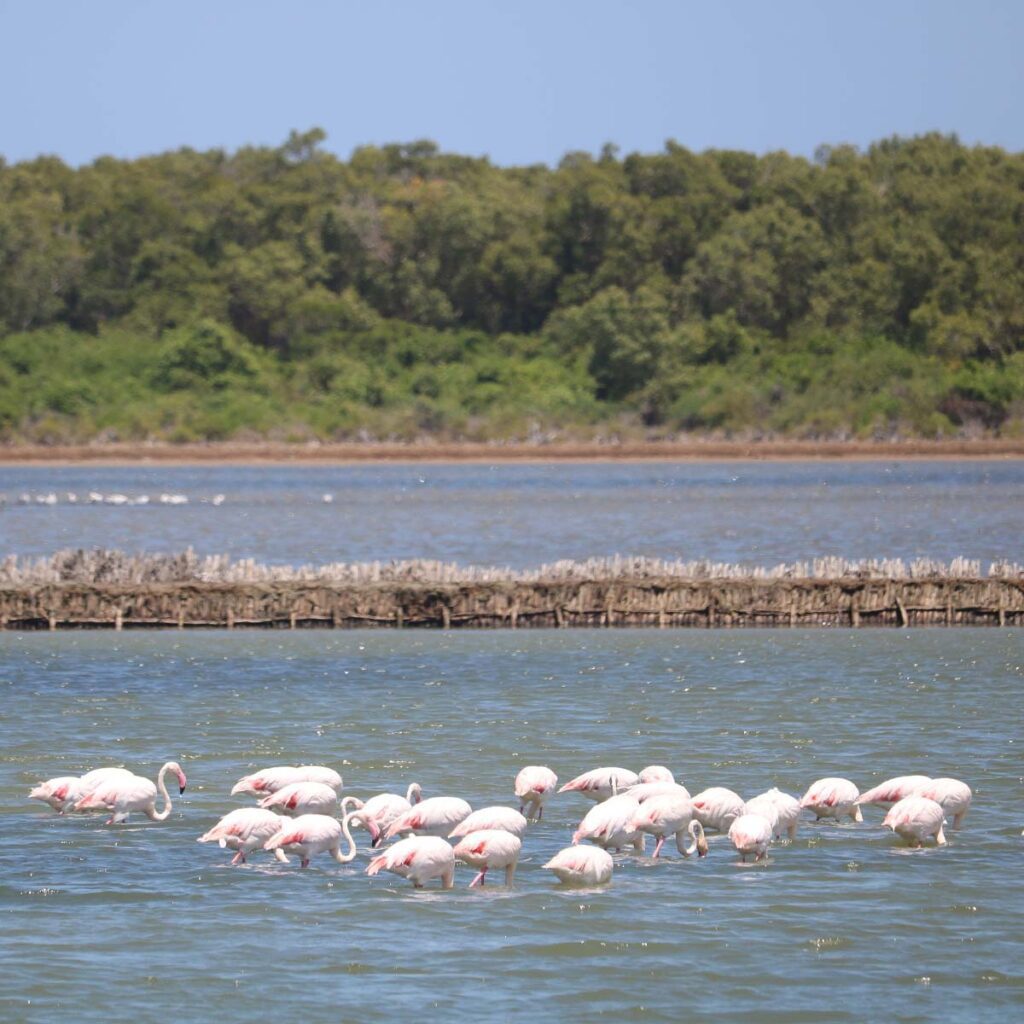 Safari in Tanzania in Saadani National Park