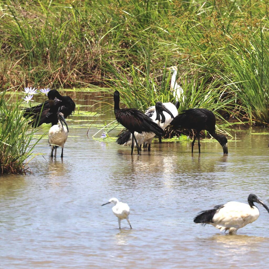 Safari in Tanzania in Saadani National Park